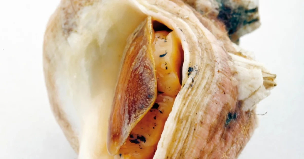 Aperitiefhapje van wulken - Recepten - njam!